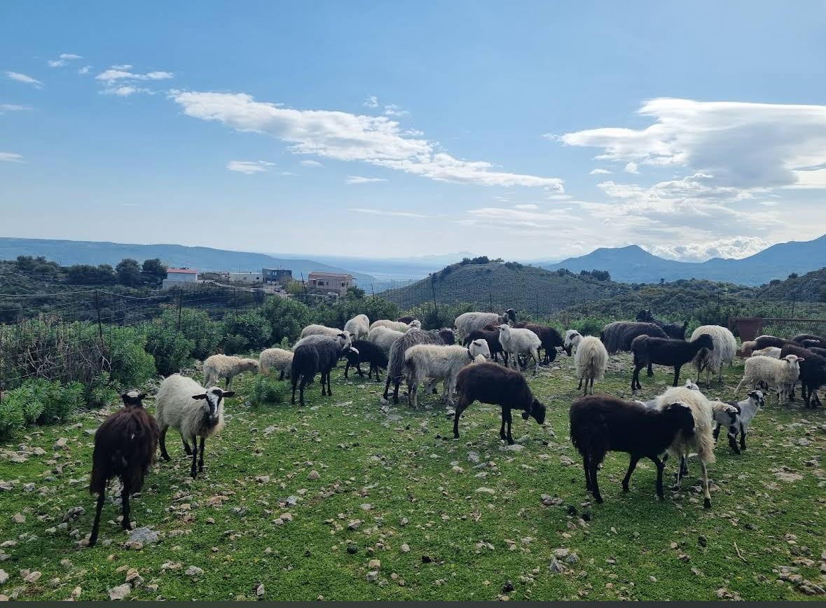 Book online: Chania: Apokoronas Hidden Roads Van Tour - Villages, Views ...